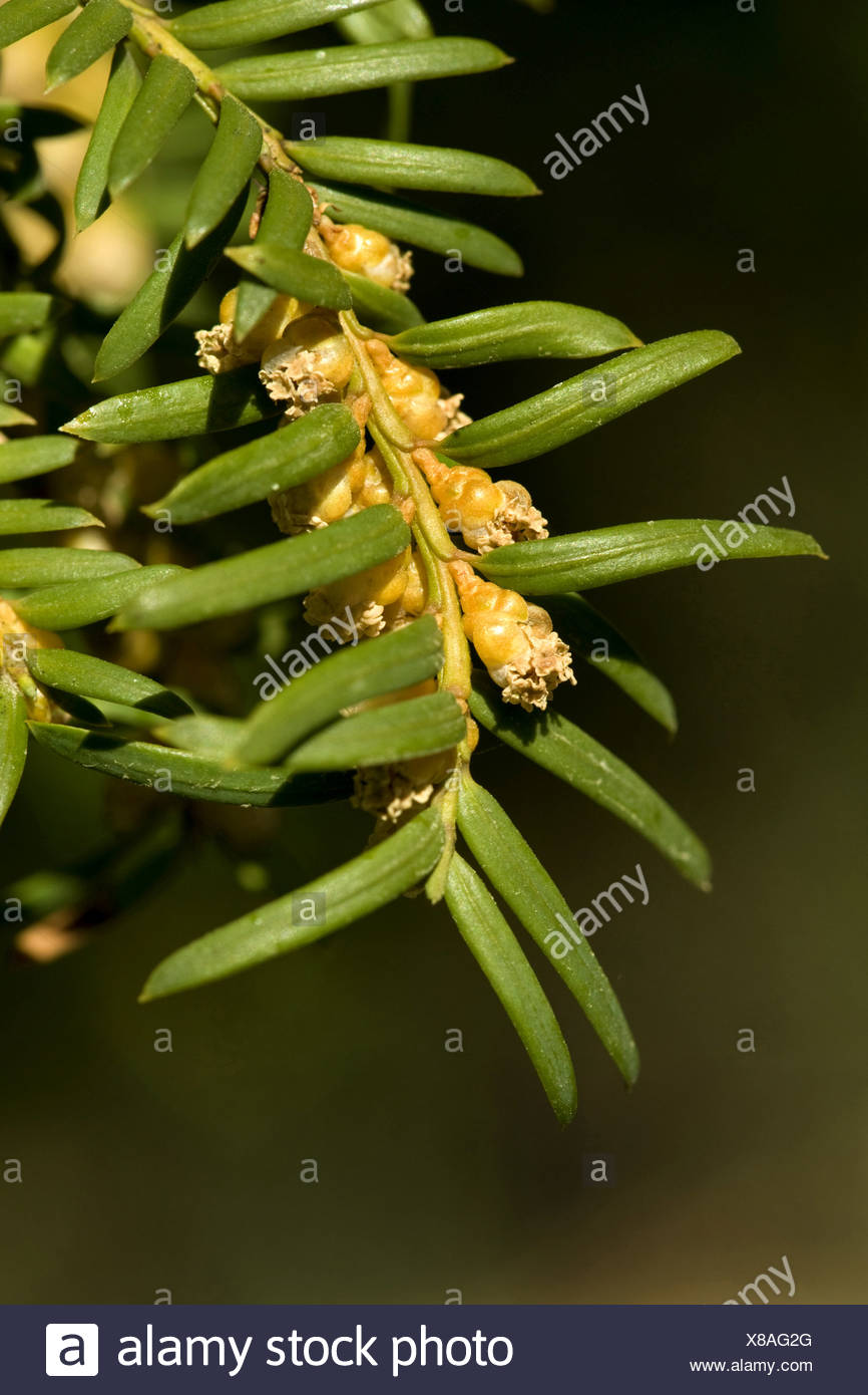 Yew Tree Flowers High Resolution Stock Photography and Images - Alamy