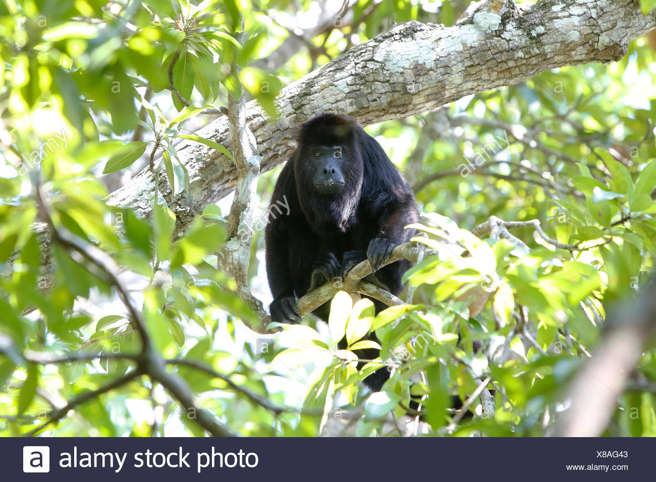 Black Howler Monkey Alouatta Pigra High Resolution Stock Photography ...