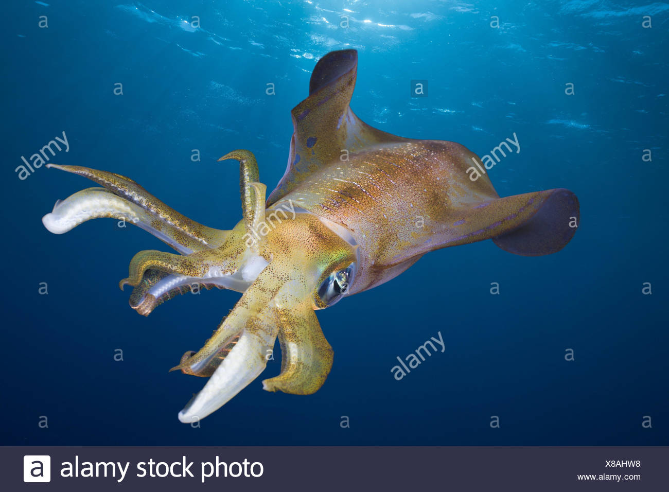 Kalamari Stock Photos & Kalamari Stock Images - Alamy