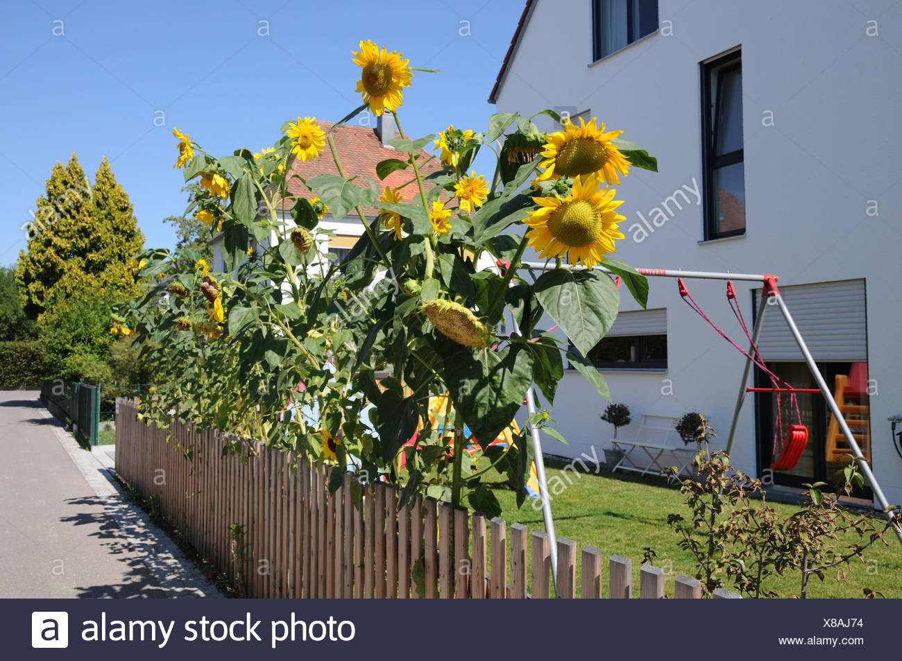 Sunflowers Garden Fence High Resolution Stock Photography and Images ...
