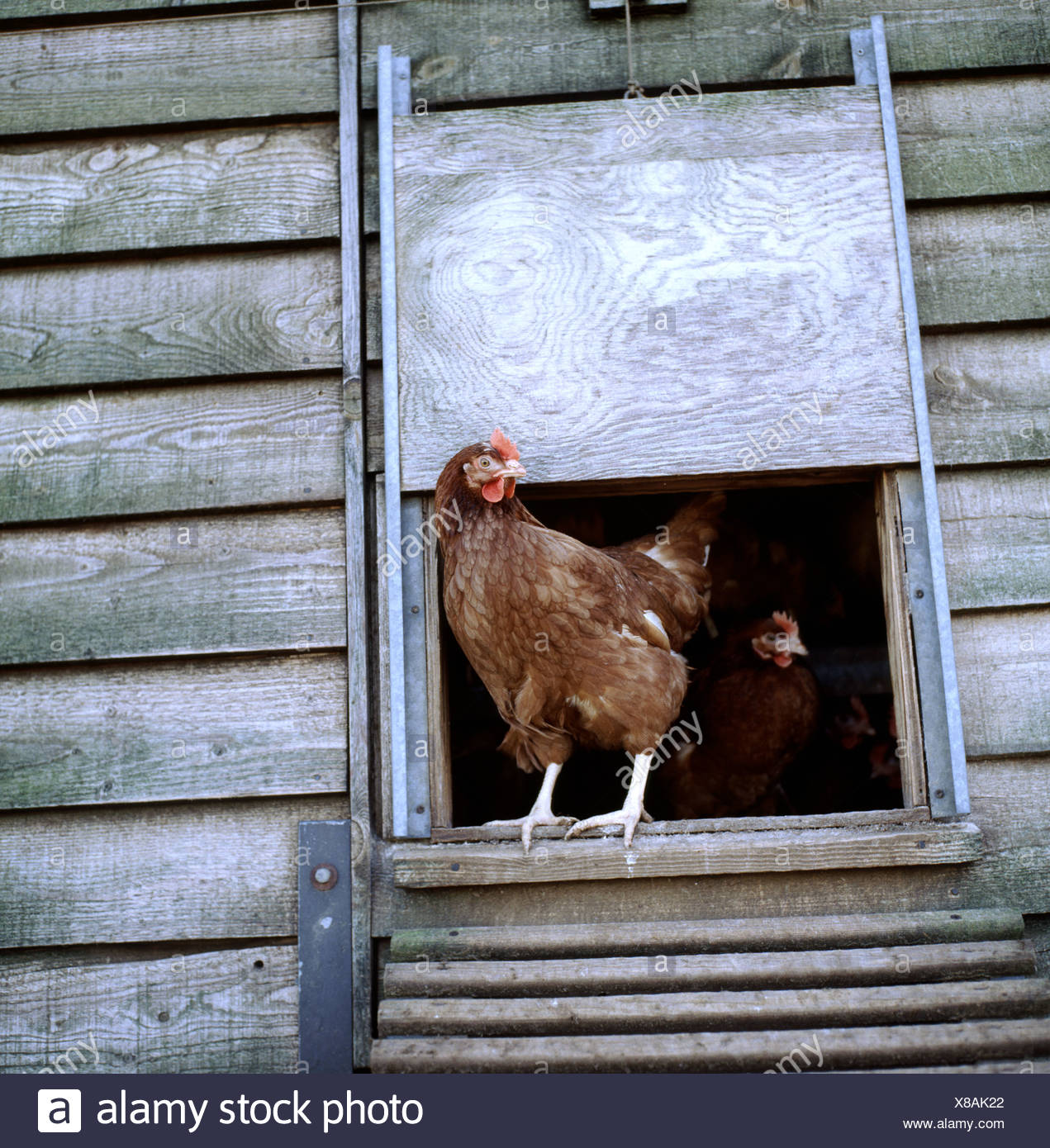Commercial Hen High Resolution Stock Photography and Images - Alamy