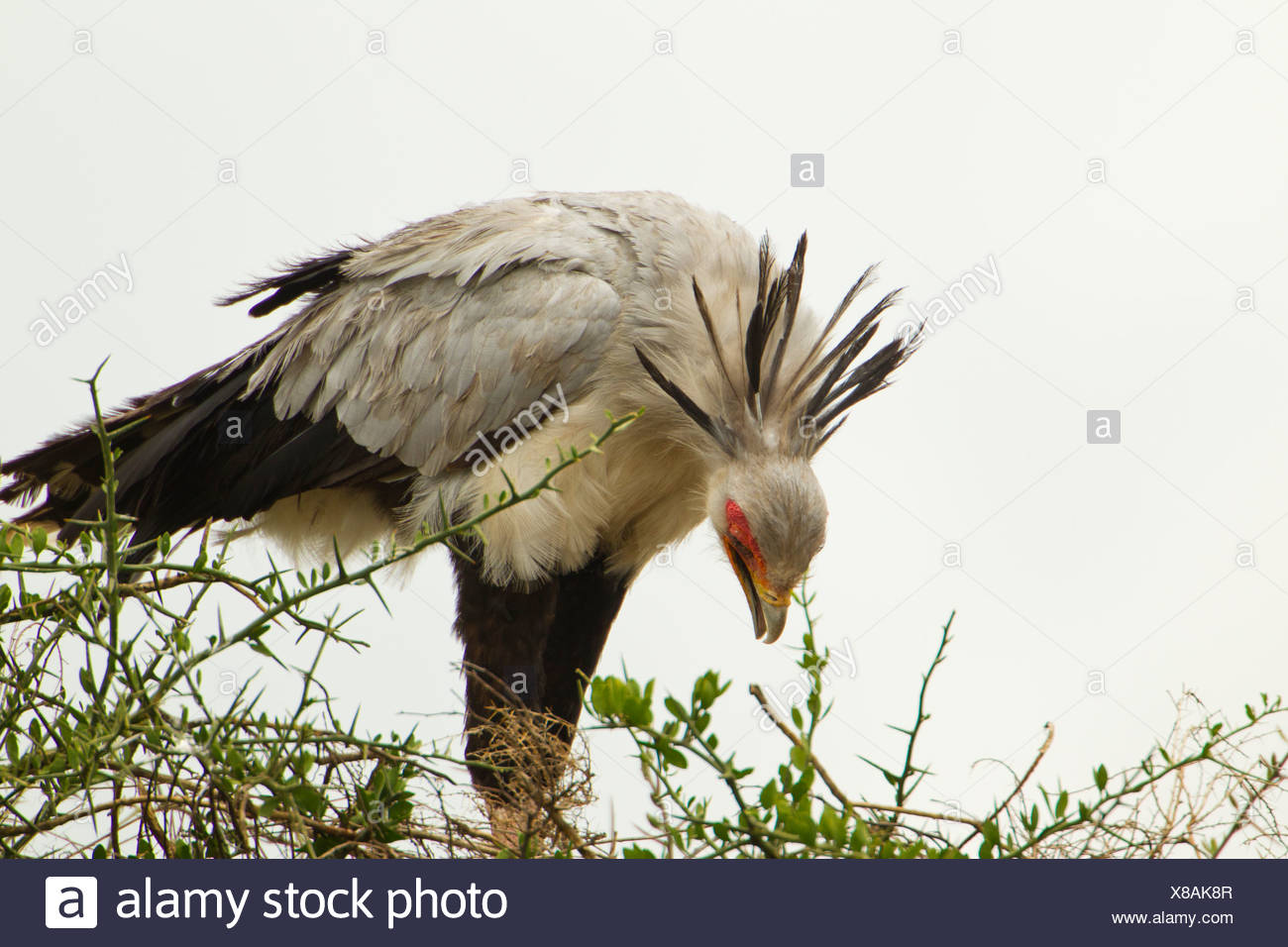 Secretary Bird Secretary Birds High Resolution Stock Photography and ...