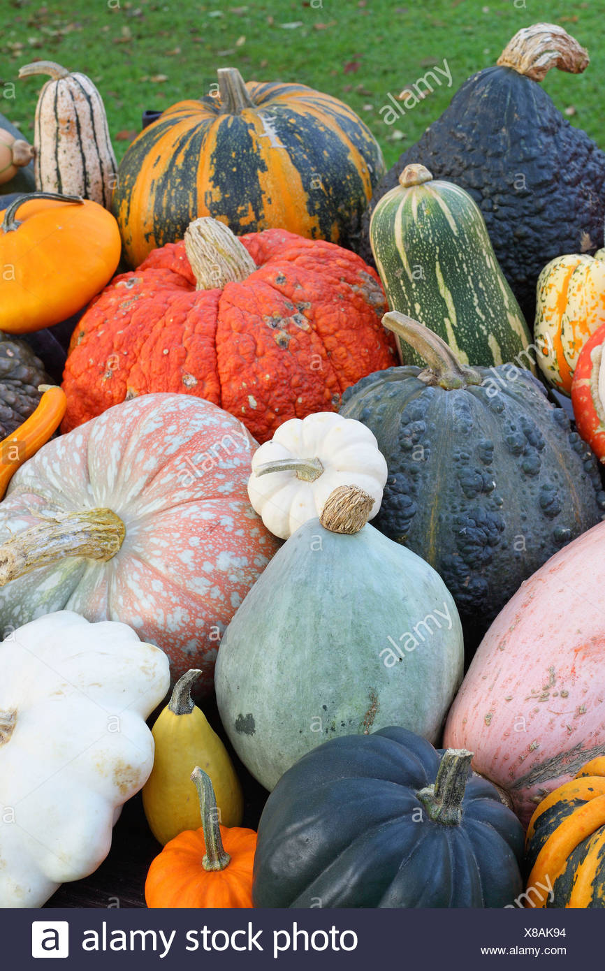 Different Varieties Of Squash High Resolution Stock Photography and ...