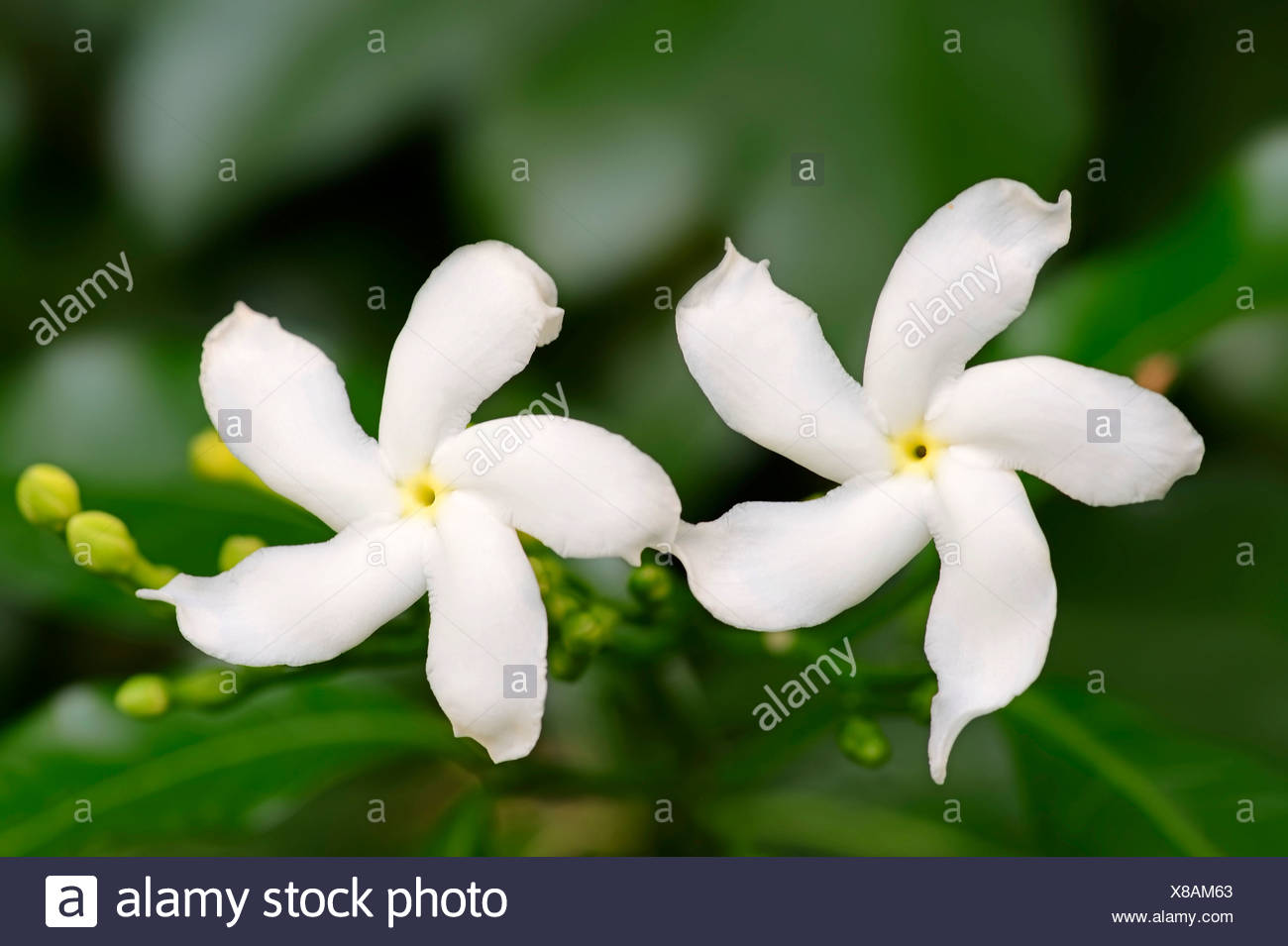 Tabernaemontana Divaricata Stock Photos & Tabernaemontana Divaricata ...