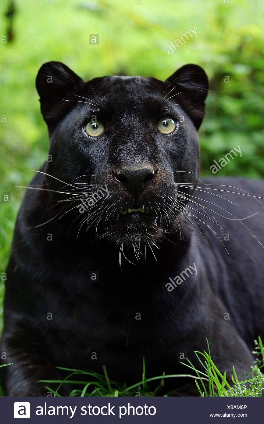 Black Panther Panthera Pardus Portrait High Resolution Stock ...