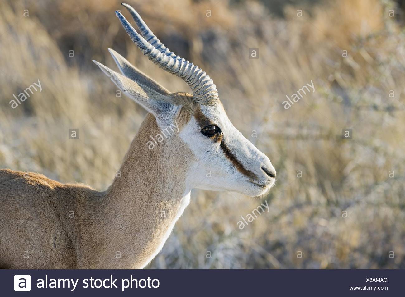 Springbok Head High Resolution Stock Photography and Images - Alamy
