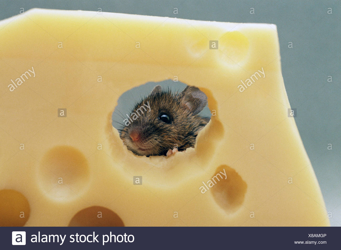 Mouse Eating Cheese High Resolution Stock Photography and Images - Alamy