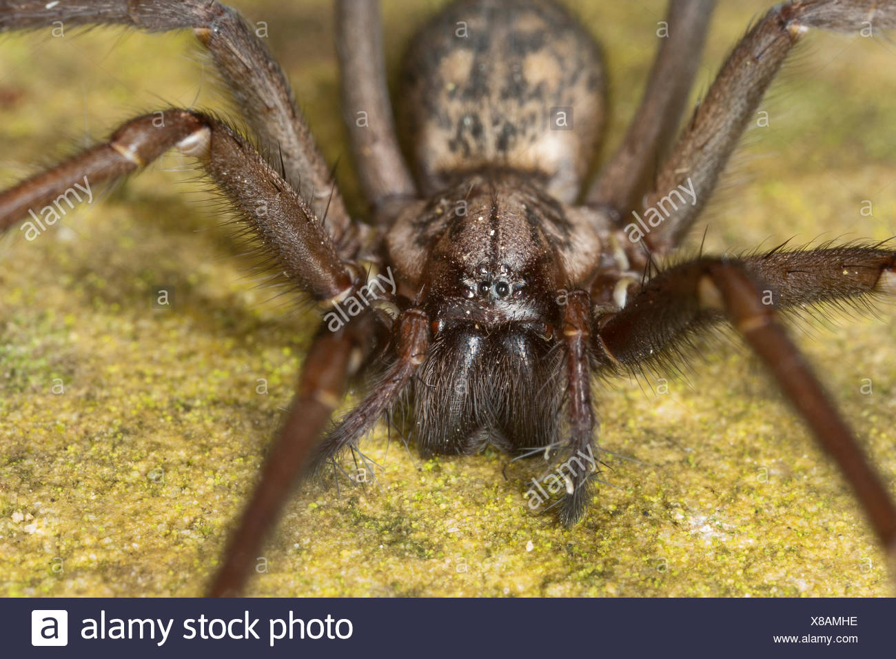 Giant House Spider Spiders High Resolution Stock Photography and Images ...
