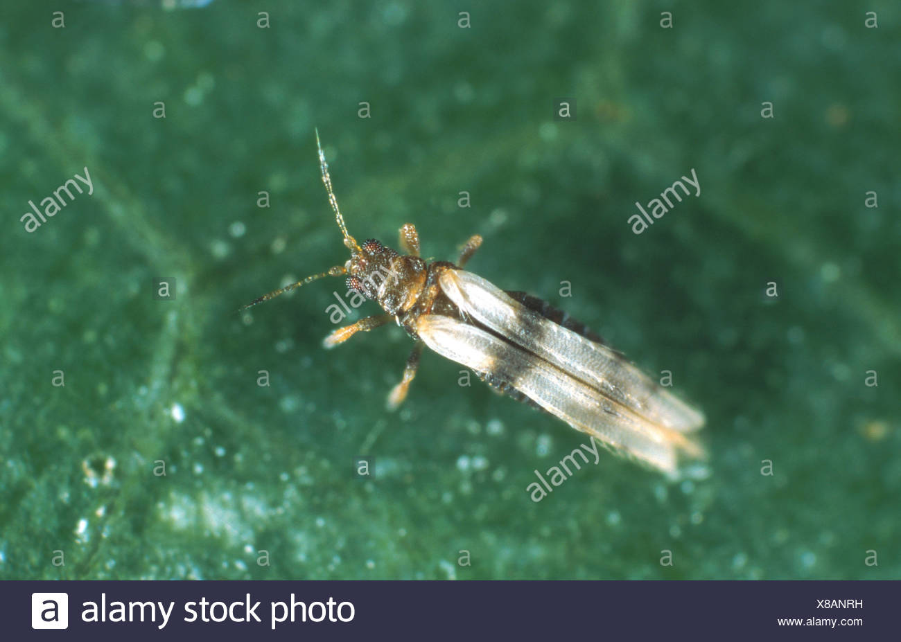 Thrip Stock Photos & Thrip Stock Images - Alamy