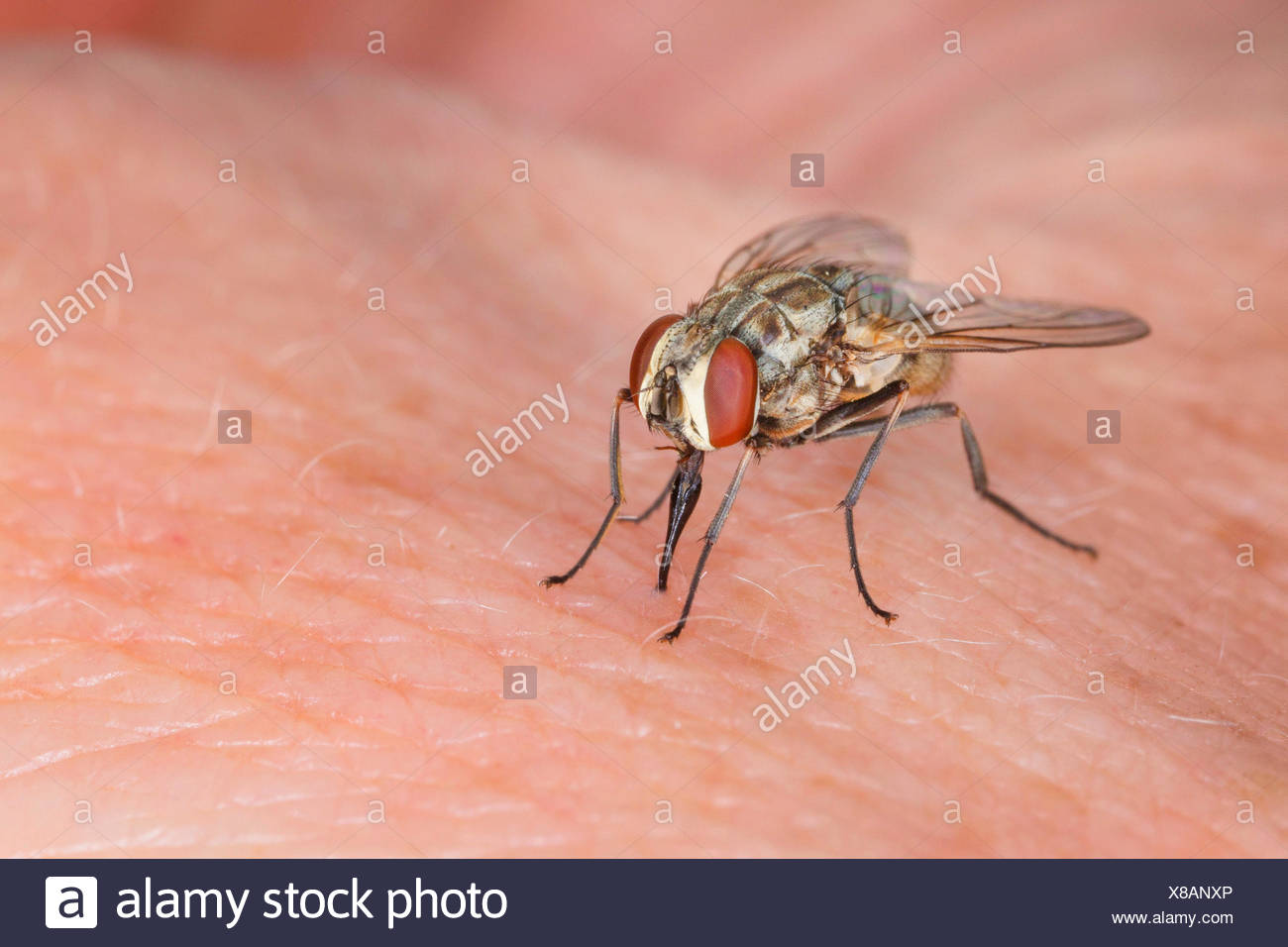 Housefly Stock Photos & Housefly Stock Images - Alamy