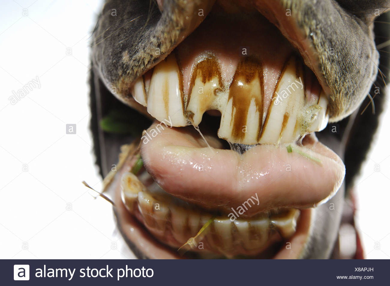 Set Of Teeth Close Up High Resolution Stock Photography and Images - Alamy
