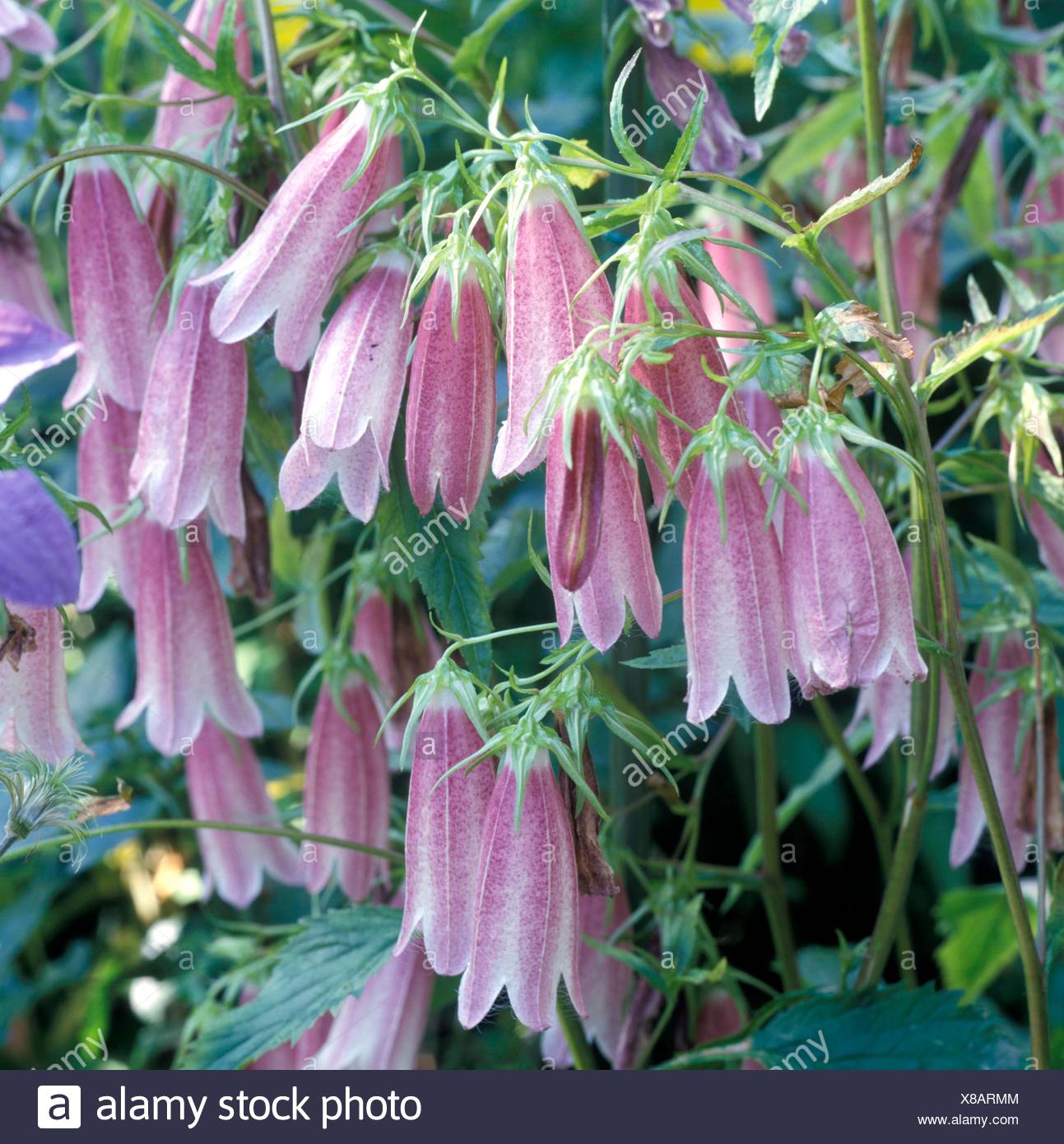 Campanula Punctata Stock Photos & Campanula Punctata Stock Images - Alamy