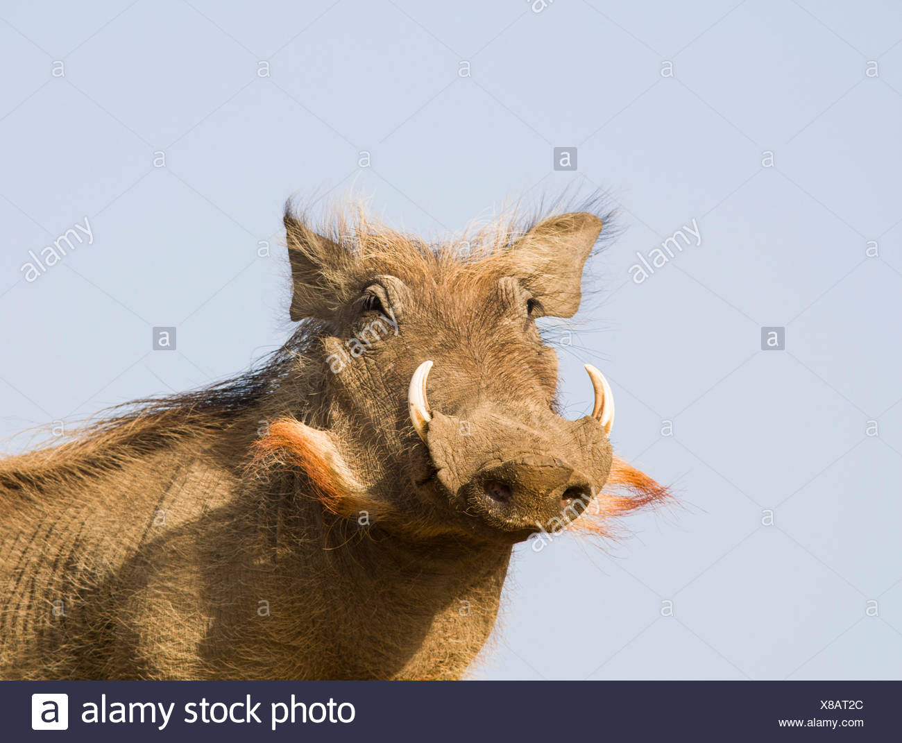 Warthog Head Stock Photos & Warthog Head Stock Images - Alamy