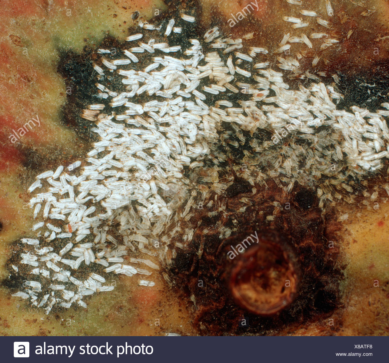 Mango Pest High Resolution Stock Photography and Images - Alamy