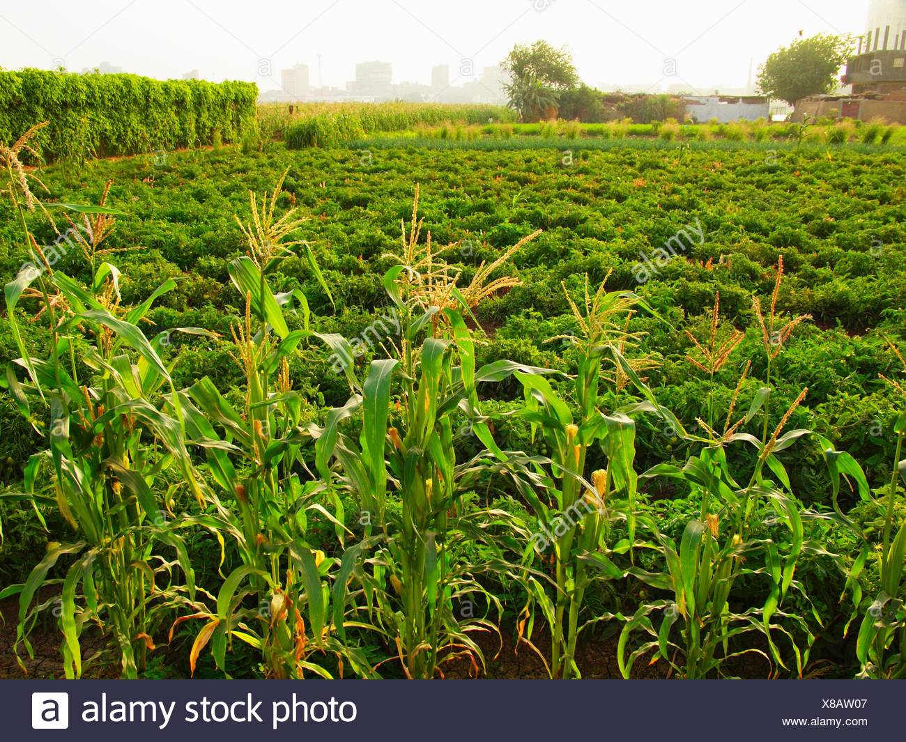 Corn Egypt High Resolution Stock Photography and Images - Alamy