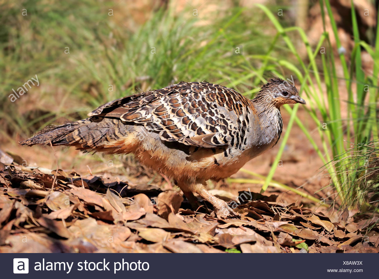 Mallee Stock Photos & Mallee Stock Images - Alamy