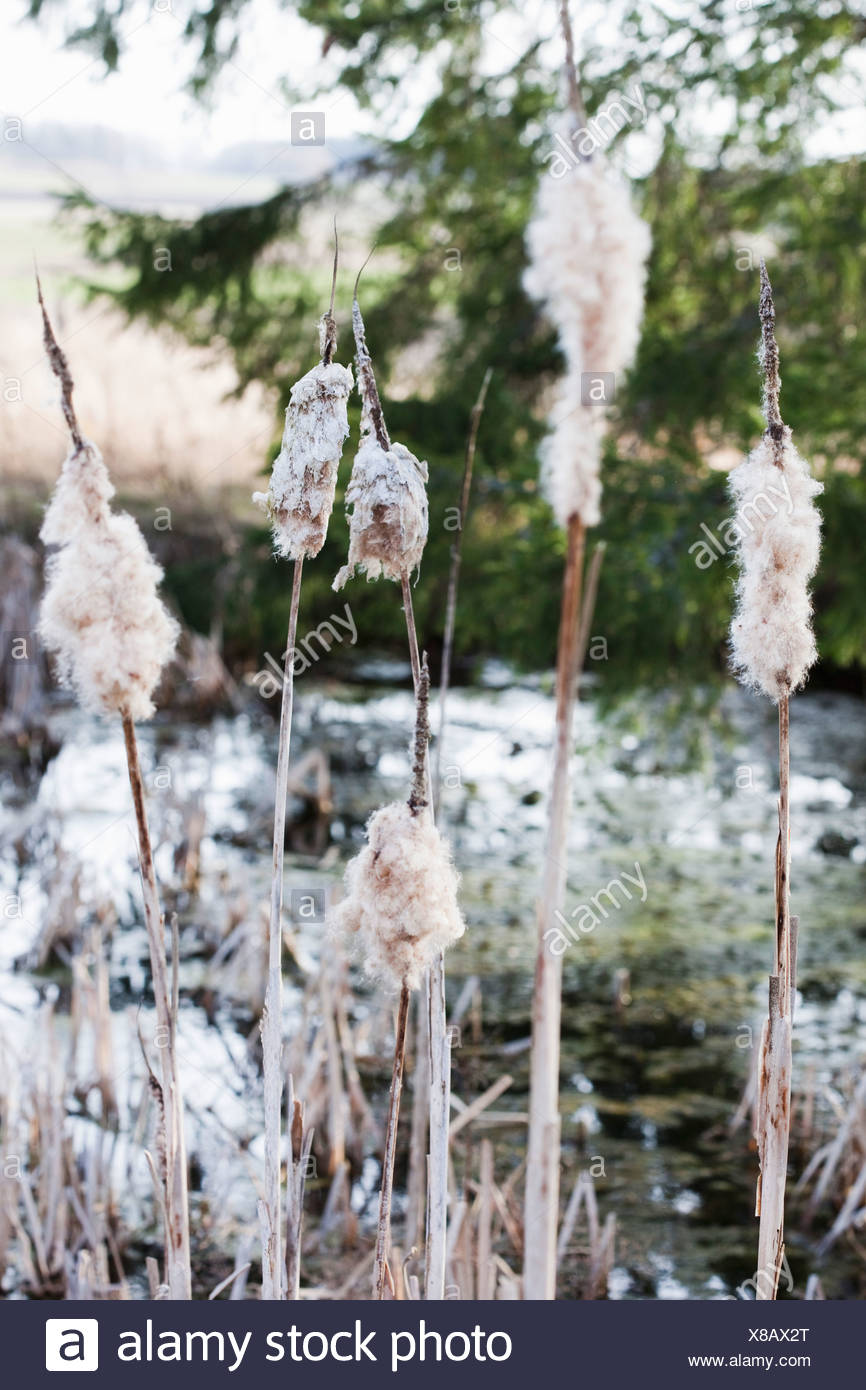 Reed Plants High Resolution Stock Photography and Images - Alamy