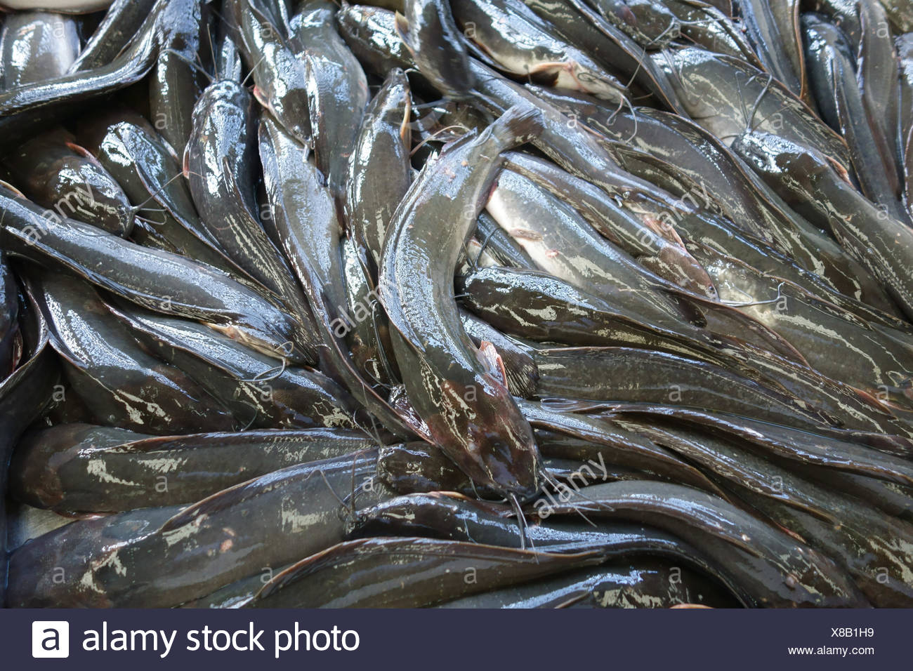 Fish With Barbels High Resolution Stock Photography and Images - Alamy