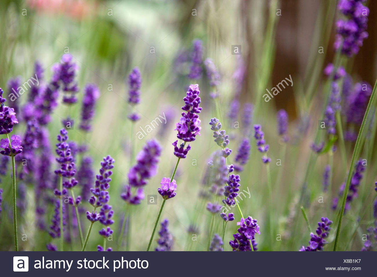 Growing Lavender High Resolution Stock Photography and Images - Alamy