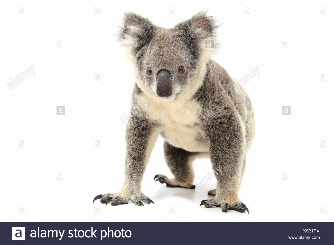 Full Body Of Koala High Resolution Stock Photography and Images - Alamy