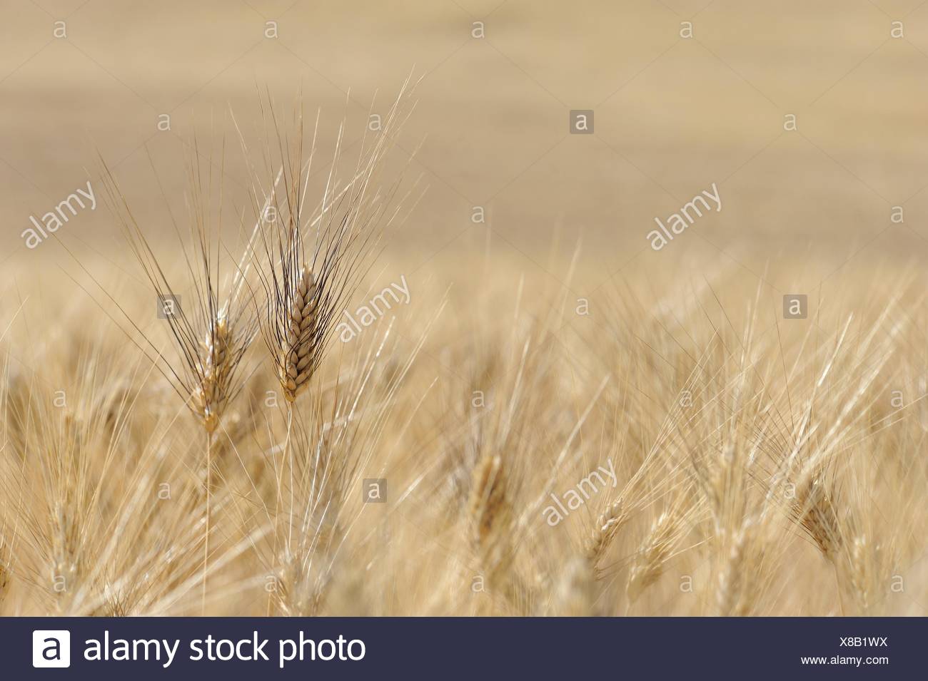Emmer Wheat High Resolution Stock Photography and Images - Alamy