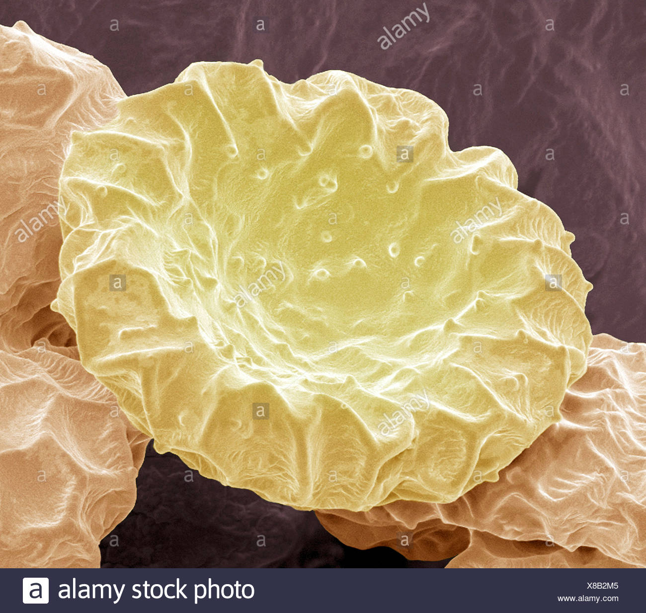 Pollen Grain Sem High Resolution Stock Photography and Images - Alamy