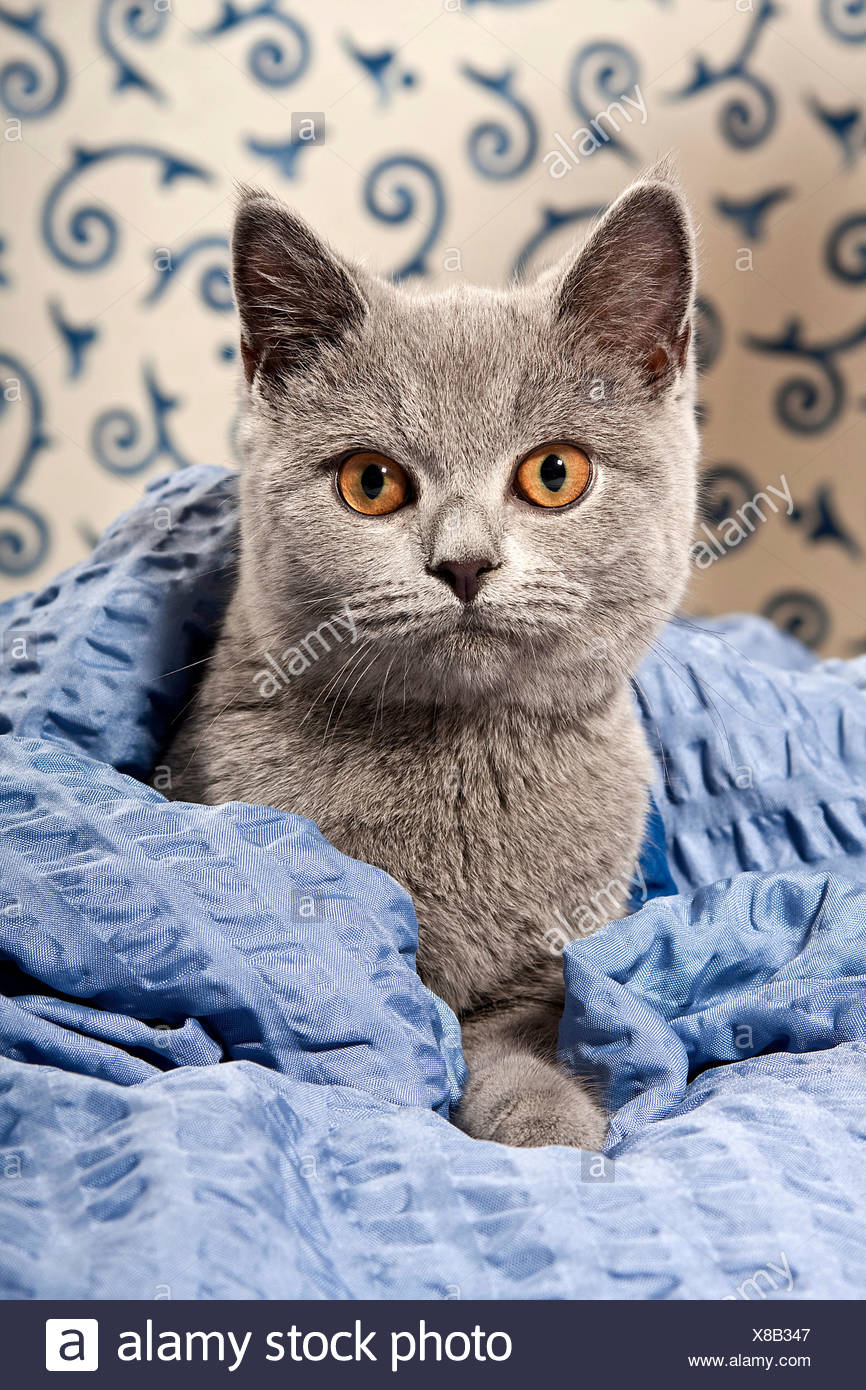 Chartreux Cats High Resolution Stock Photography and Images - Alamy