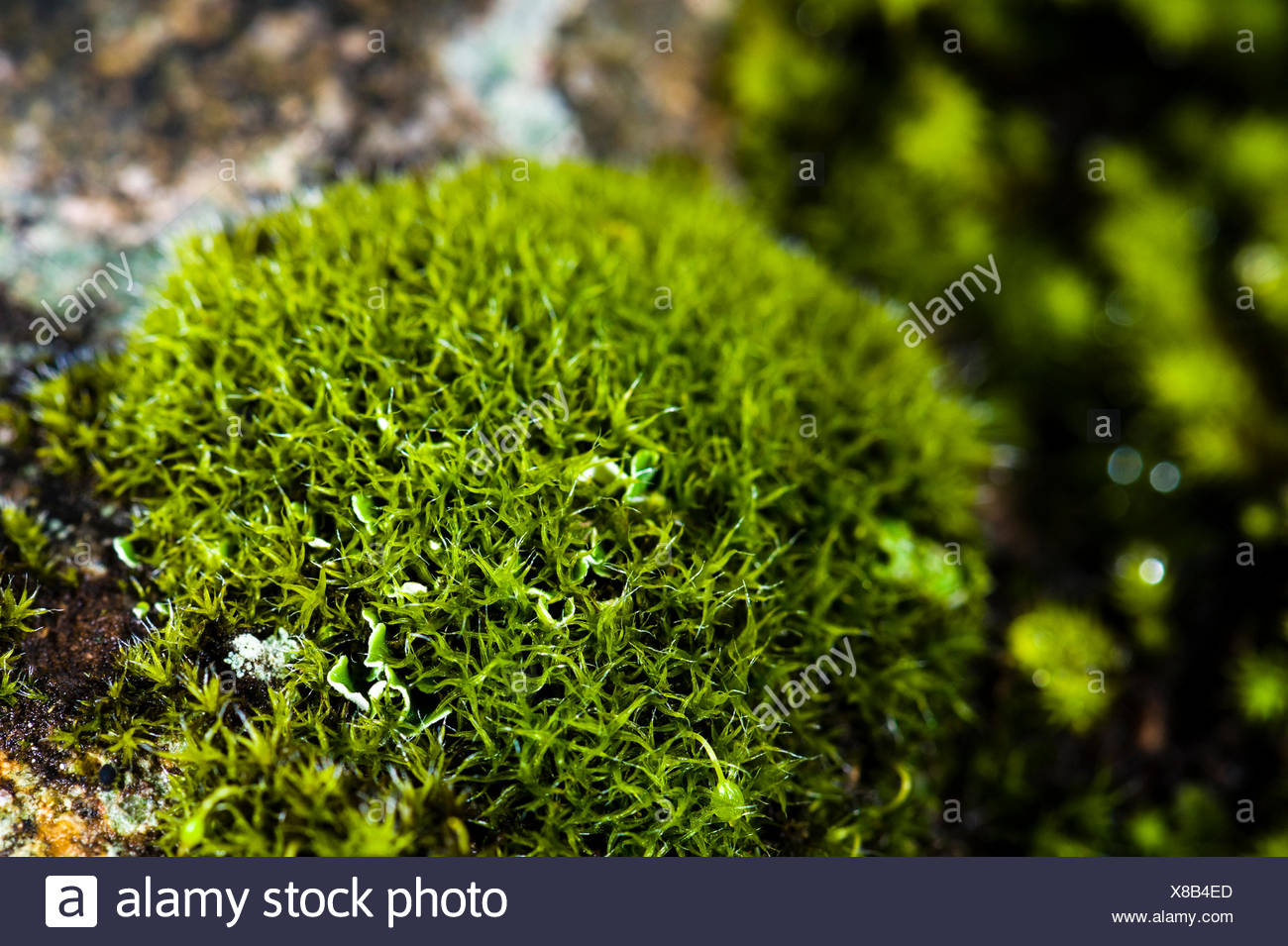 Bryophyte Stock Photos & Bryophyte Stock Images - Alamy