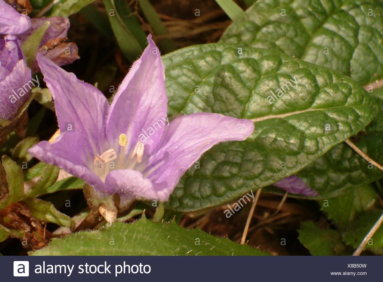 Mandrake Flower Stock Photos & Mandrake Flower Stock Images - Alamy