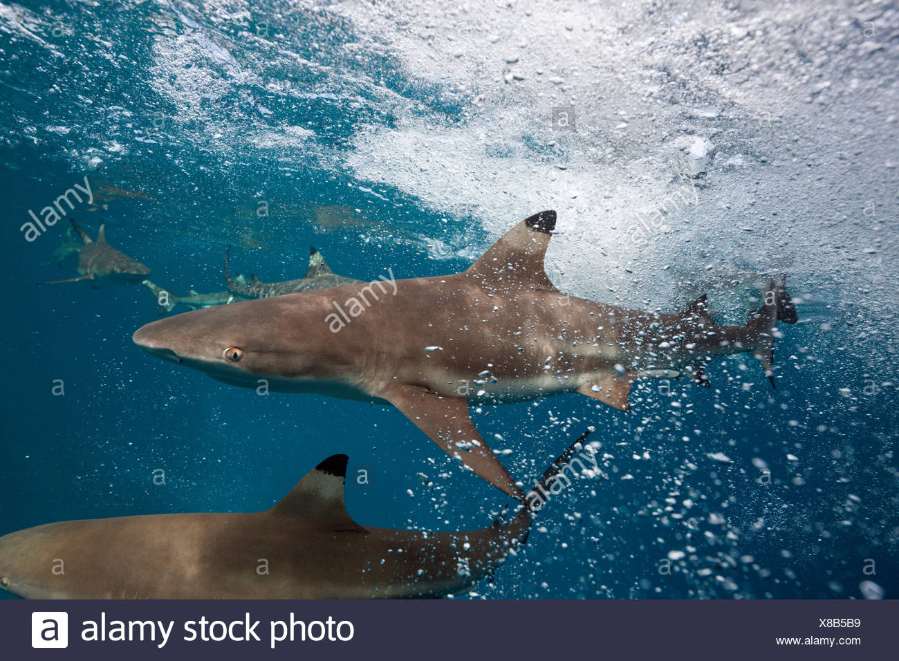Black Point Shark High Resolution Stock Photography and Images - Alamy