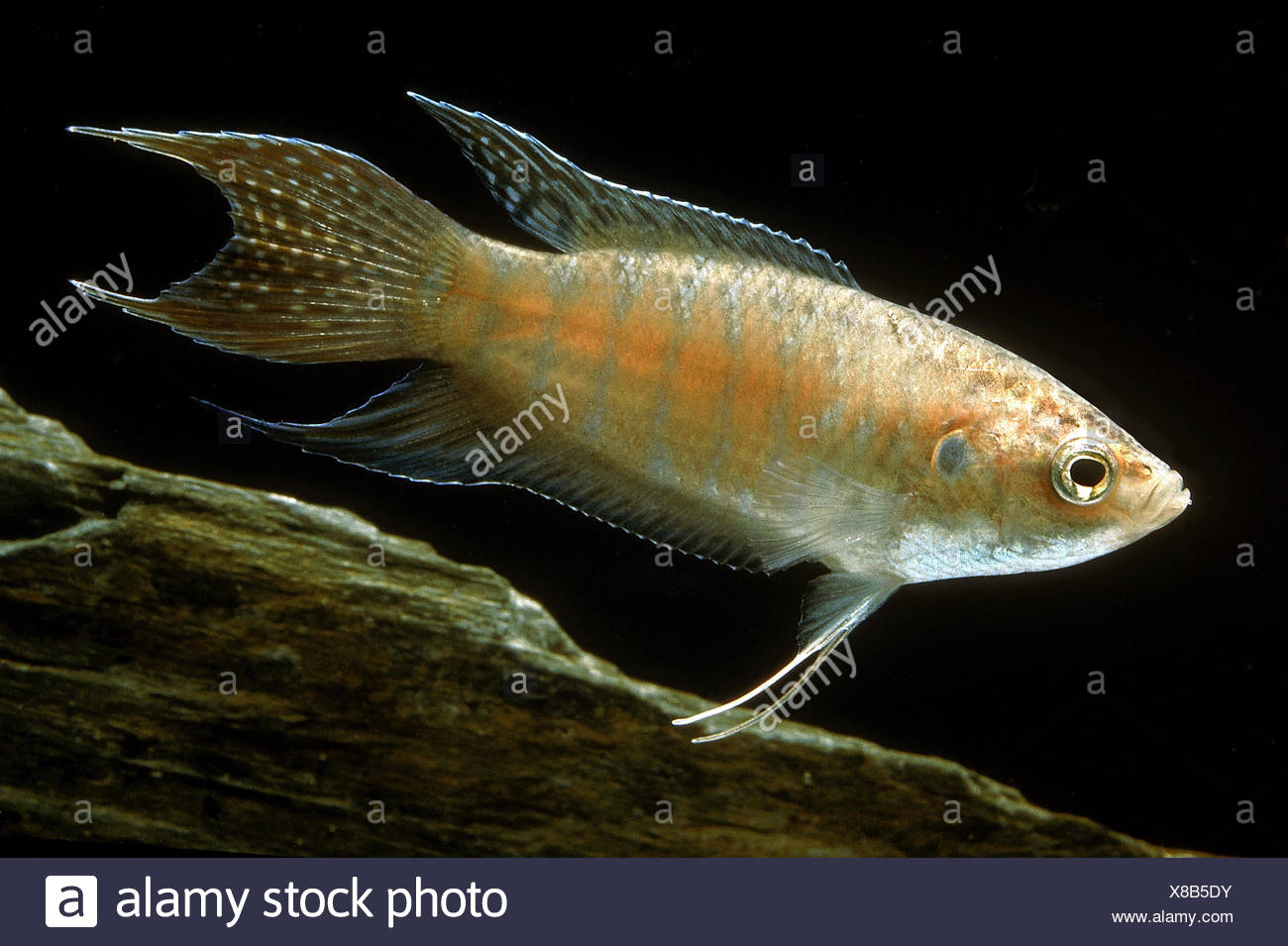 Paradise Fish Macropodus Opercularis High Resolution Stock Photography ...