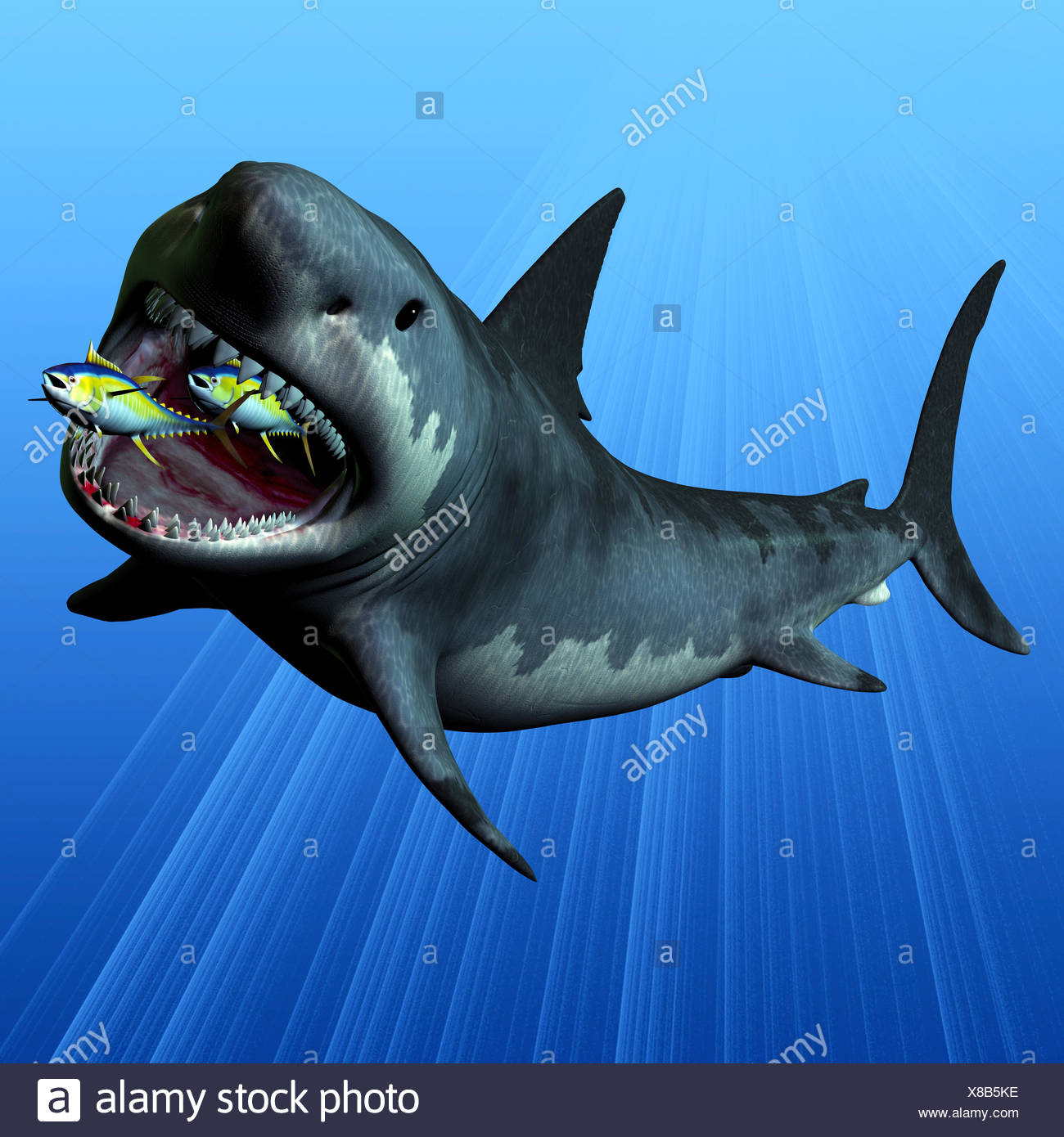 Megalodon High Resolution Stock Photography and Images - Alamy