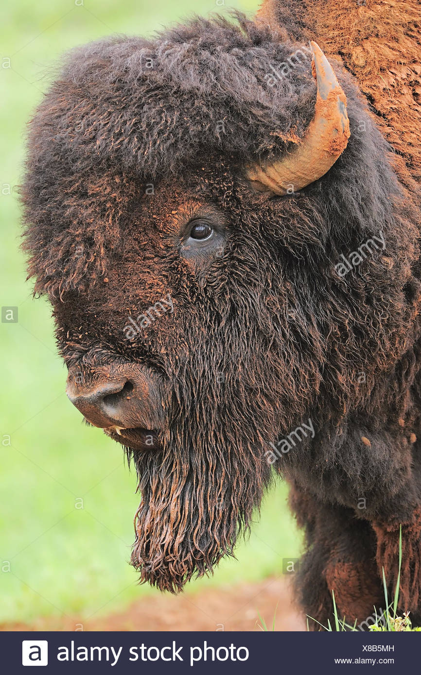 Bison Bull Head High Resolution Stock Photography and Images - Alamy