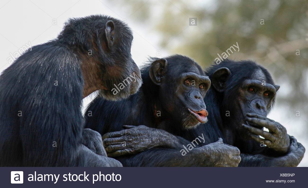 Chimpanzees High Resolution Stock Photography and Images - Alamy