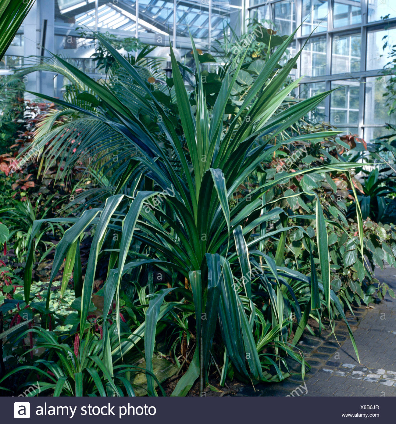 Screwpine Stock Photos & Screwpine Stock Images - Alamy