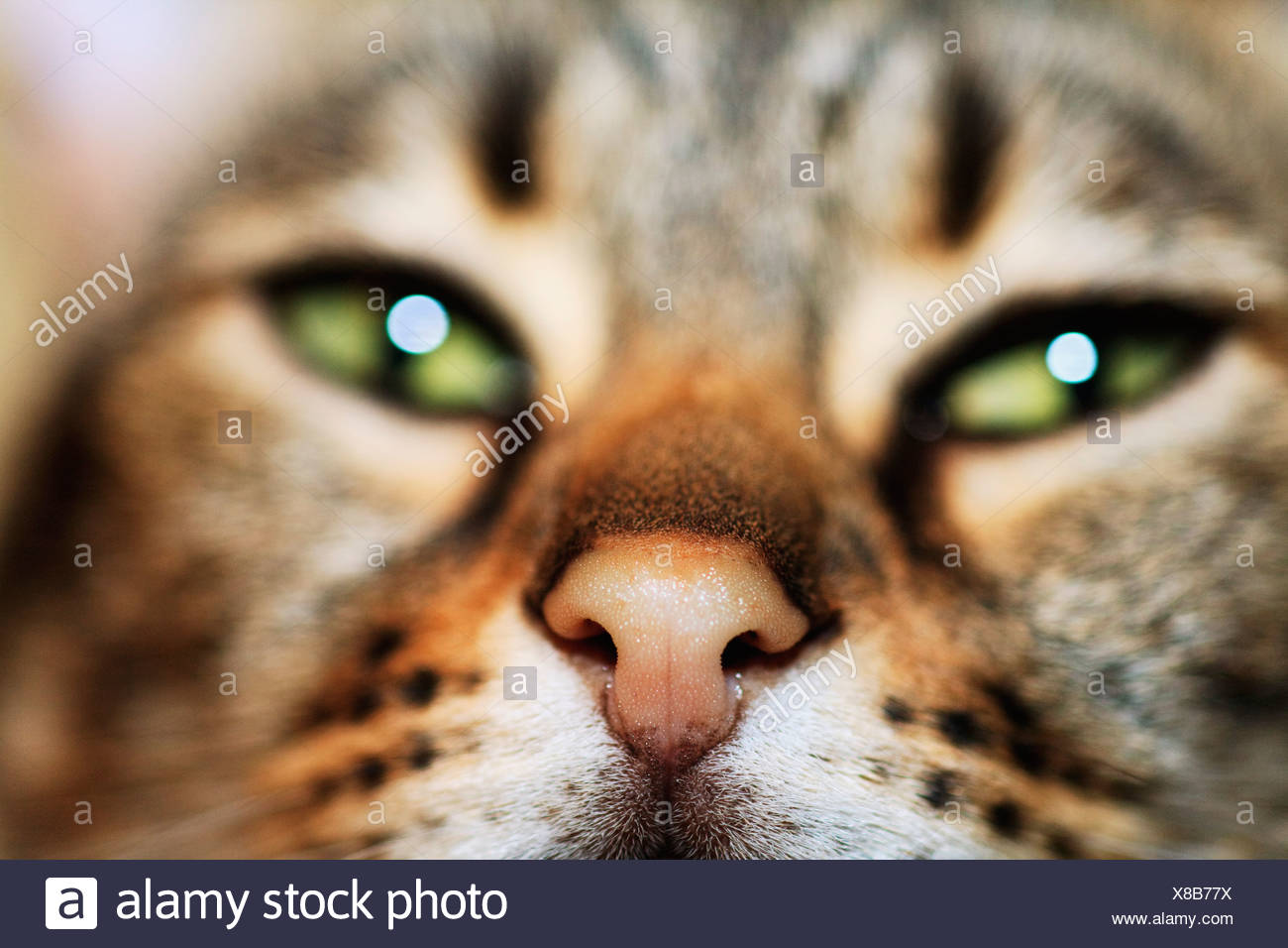 Tabby Cat Face High Resolution Stock Photography and Images - Alamy