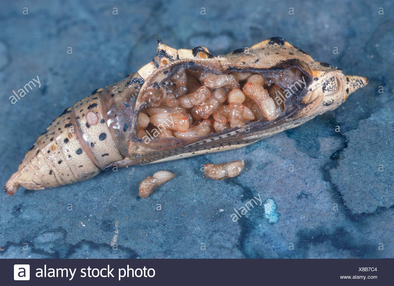 Parasitic Wasps Stock Photos & Parasitic Wasps Stock Images - Alamy