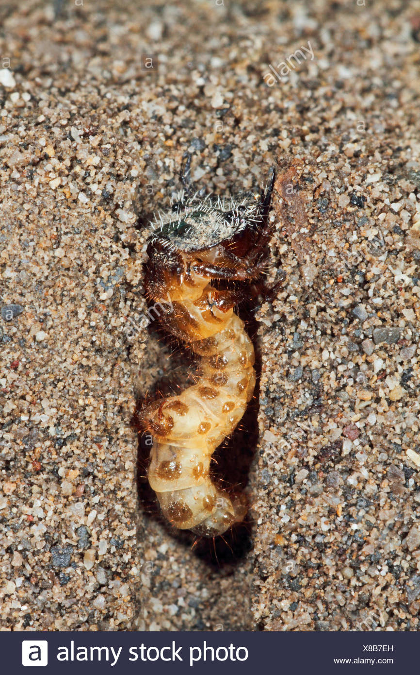 Ground Beetle Larva High Resolution Stock Photography and Images - Alamy