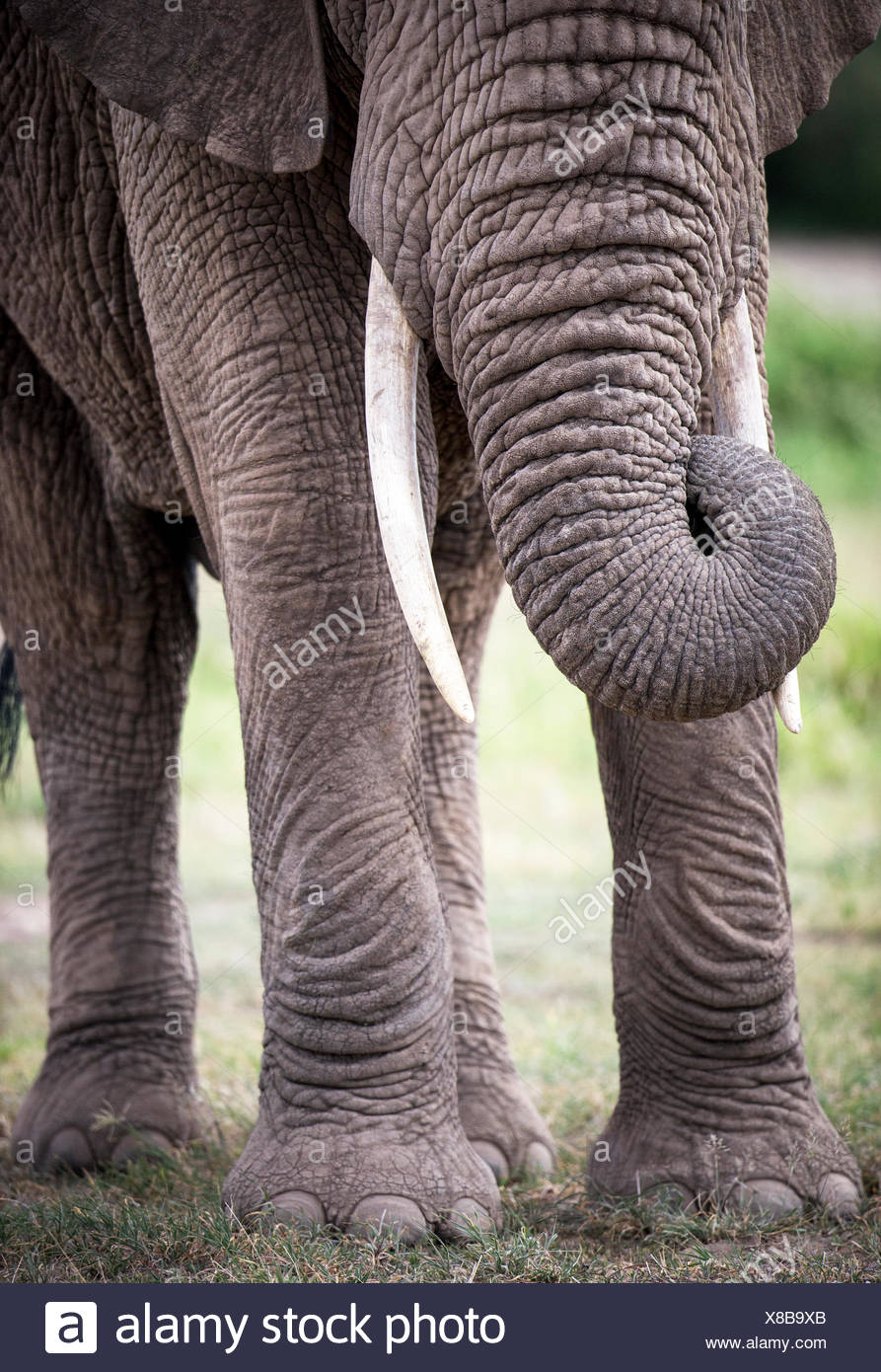 Elephant Nose Front High Resolution Stock Photography and Images - Alamy