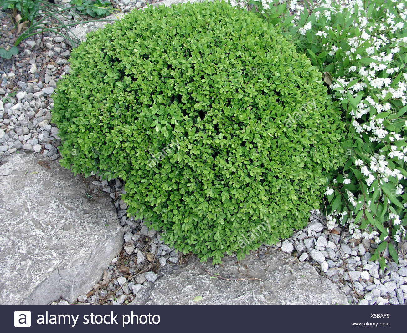 Buxus Microphylla Stock Photos & Buxus Microphylla Stock Images - Alamy