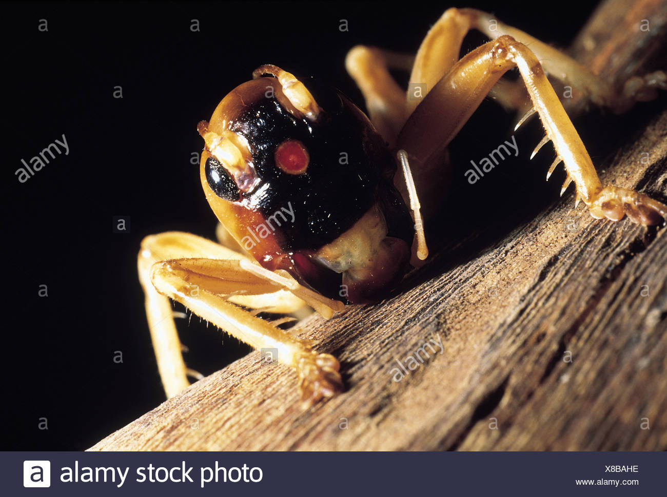 Jerusalem Cricket Stock Photos & Jerusalem Cricket Stock Images - Alamy