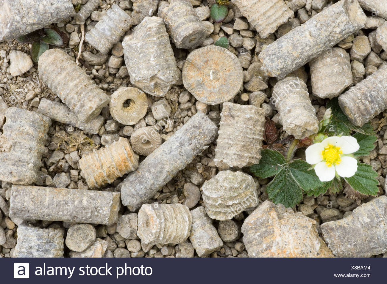 Sea Lily Fossil High Resolution Stock Photography and Images - Alamy