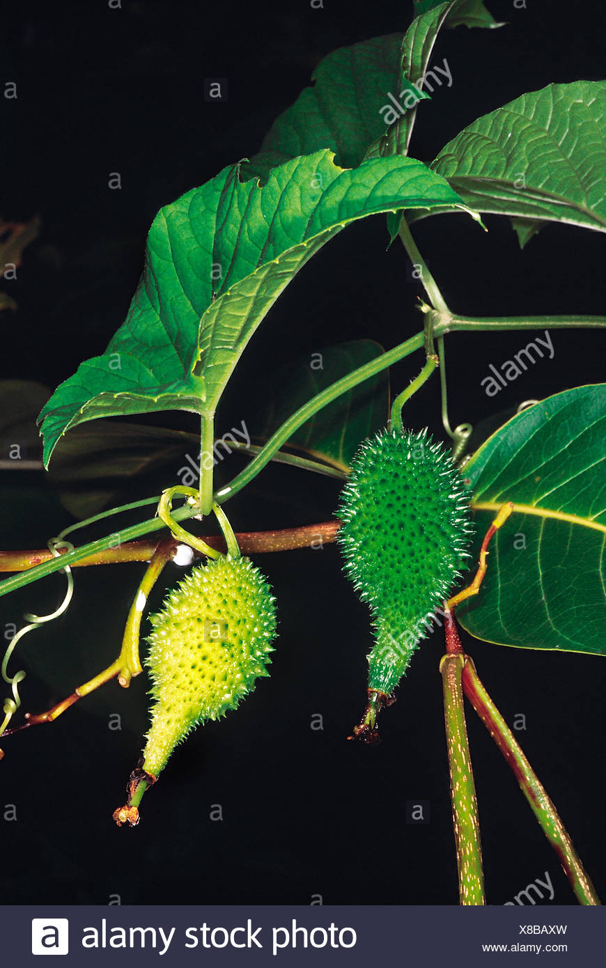 Family Cucurbitaceae High Resolution Stock Photography and Images - Alamy