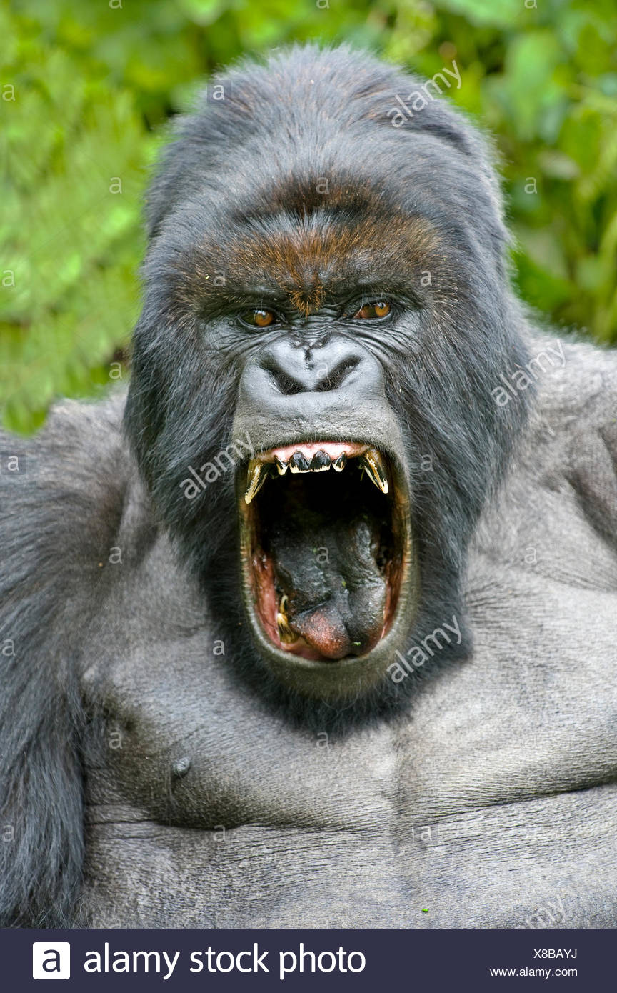 Scary Gorilla High Resolution Stock Photography and Images - Alamy