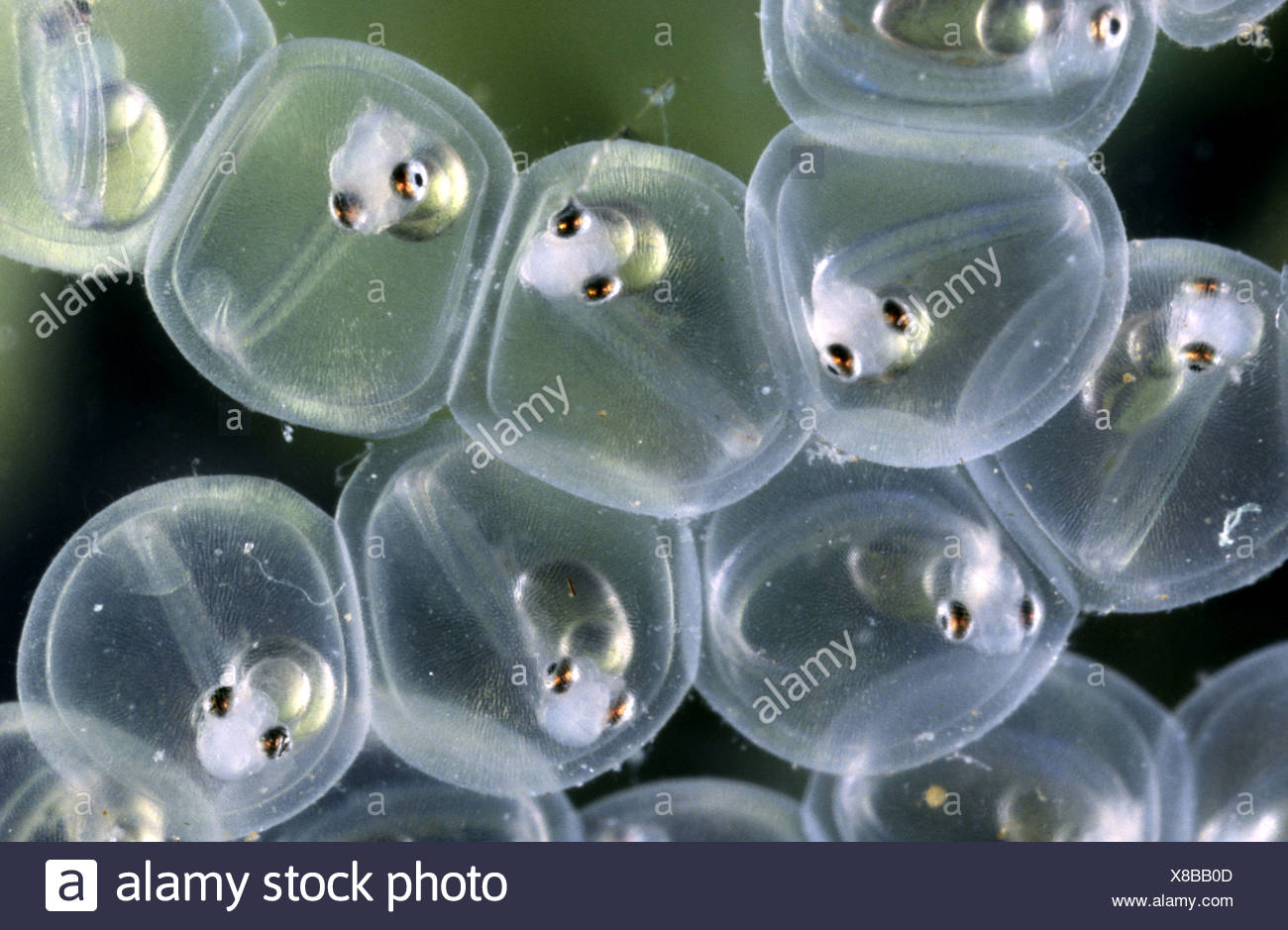Fish Egg Larvae Stock Photos & Fish Egg Larvae Stock Images - Alamy