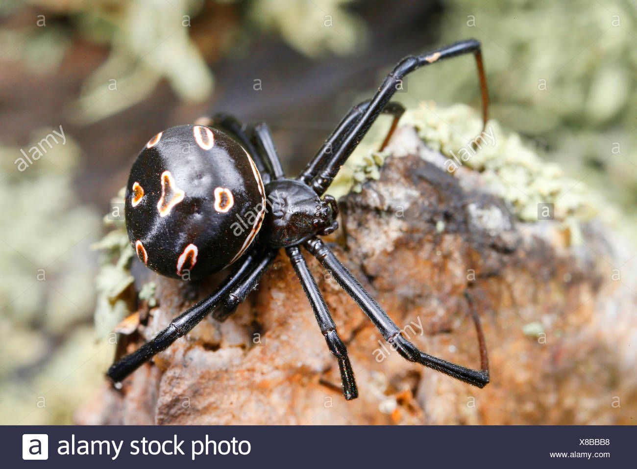 Southern Black Widow Spider Latrodectus High Resolution Stock ...