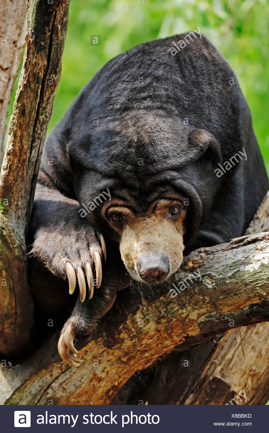 Sun Bears High Resolution Stock Photography and Images - Alamy