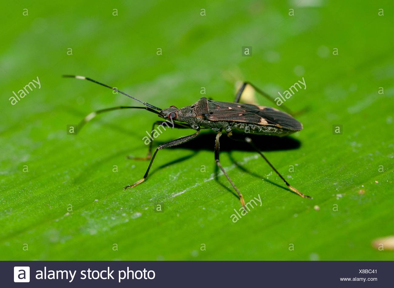 Coreidae High Resolution Stock Photography and Images - Alamy