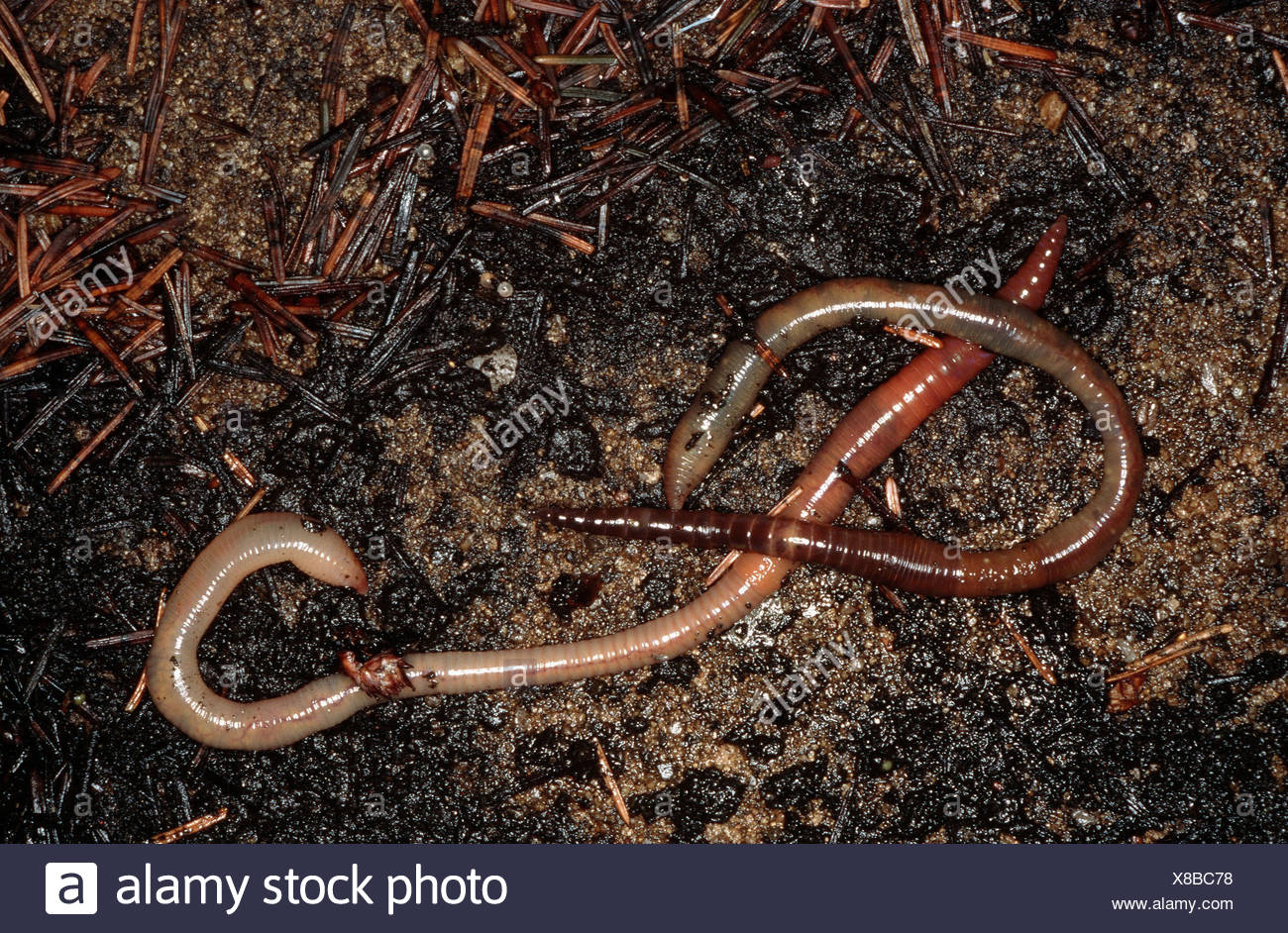 Lob Worm High Resolution Stock Photography and Images - Alamy