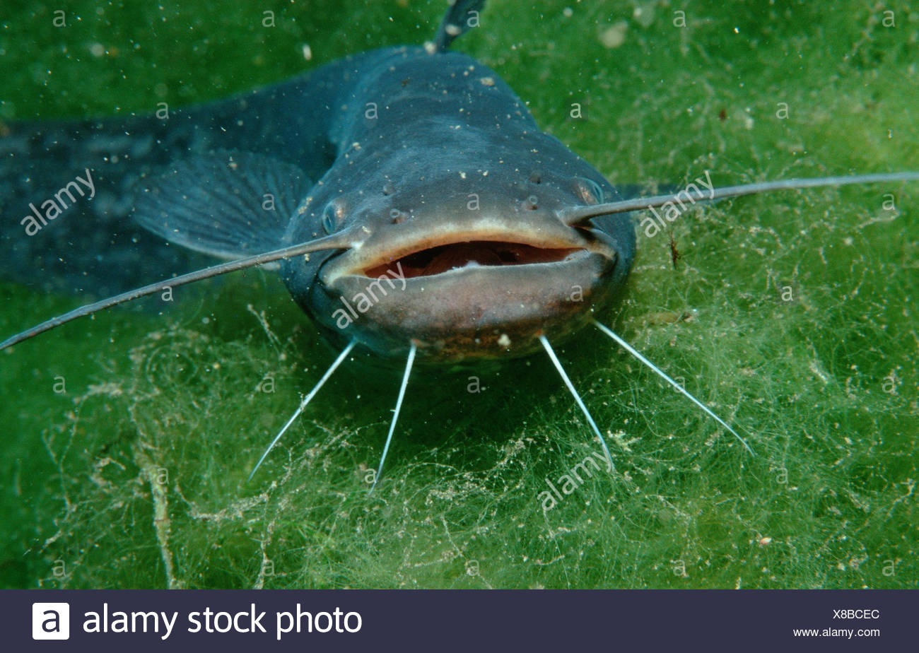 Horned Pout High Resolution Stock Photography and Images - Alamy